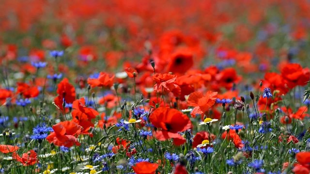 "Campo Di Fiori" Images – Browse 560 Stock Photos, Vectors, and Video ...