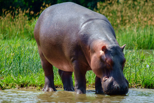 Imagens de Hyppo – Explore Fotografias do Stock, Vetores e Vídeos de ...