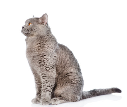 Cat Sitting Profile Images – Browse 9,403 Stock Photos, Vectors, and Video | Adobe Stock