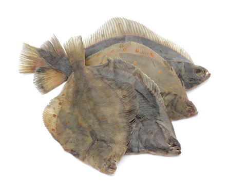 Flądra Images – Browse 50 Stock Photos, Vectors, and Video | Adobe Stock