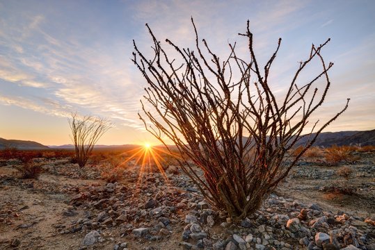Desert Bush Texture