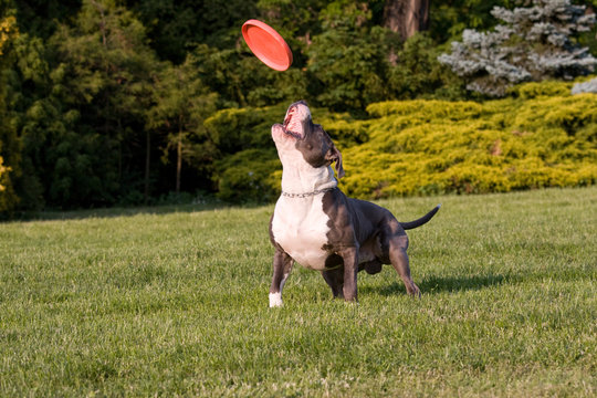 Freesbee Images – Browse 61 Stock Photos, Vectors, and Video | Adobe Stock