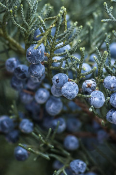 Juniper bilder – Bläddra bland 55,894 stockfoton, vektorer och videor ...
