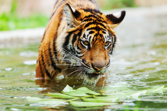 "Tiger Background" Images – Browse 570 Stock Photos, Vectors, and Video | Adobe Stock