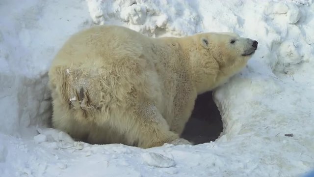 Polar Bear Digging Den
