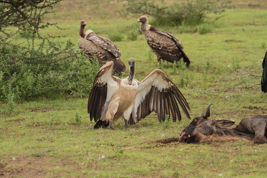 Aasgeier bilder – Bläddra bland 275 stockfoton, vektorer och videor ...