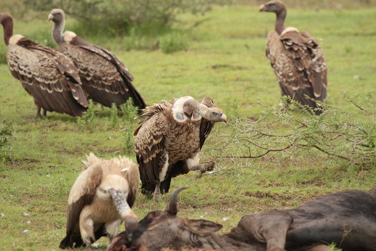 รูปภาพAasgeier – เลือกดูภาพถ่ายสต็อก เวกเตอร์ และวิดีโอ347 | Adobe Stock