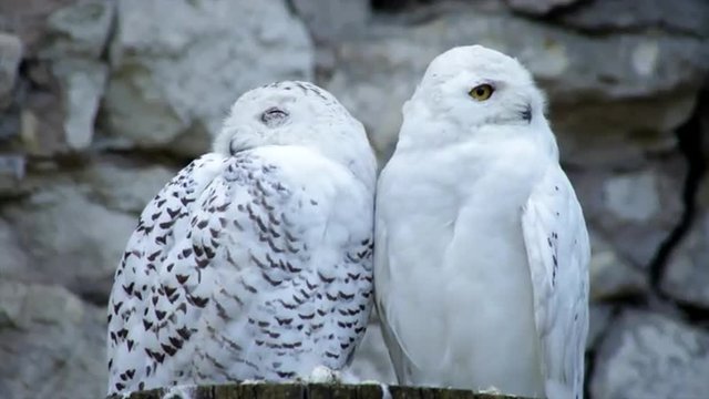 Hedwig Video Footage – Browse 62 HD Stock Video and Footage | Adobe Stock