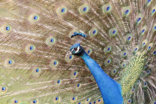 Ocelles Bilder – Durchsuchen 341 Archivfotos, Vektorgrafiken und Videos ...