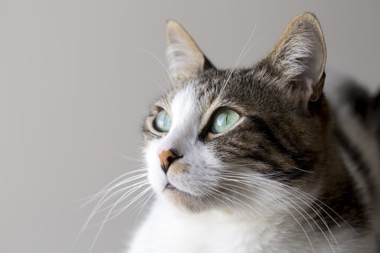 「Pisi」の写真素材 | 1,133件の無料イラスト画像 | Adobe Stock