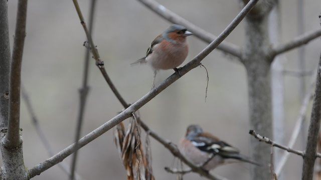 Fringuelli Images – Browse 61 Stock Photos, Vectors, and Video | Adobe ...