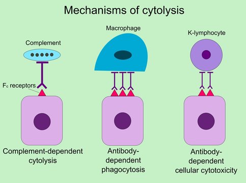 Cytolysis Images – Browse 80 Stock Photos, Vectors, and Video | Adobe Stock