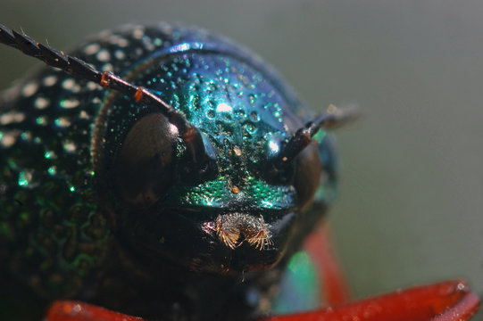 รูปภาพSternocera – เลือกดูภาพถ่ายสต็อก เวกเตอร์ และวิดีโอ137 | Adobe Stock