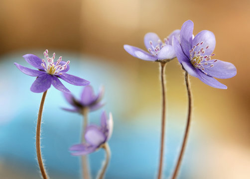 "Hepatica Nobilis Images – Browse 9,797 Stock Photos, Vectors, and ...