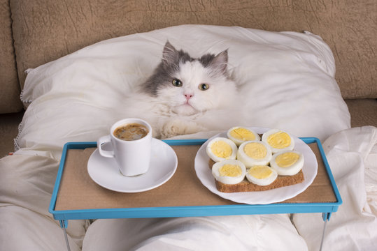 Cat Eating Breakfast