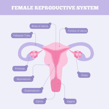 1,323 BEST "Reproductive System" IMAGES, STOCK PHOTOS & VECTORS | Adobe ...