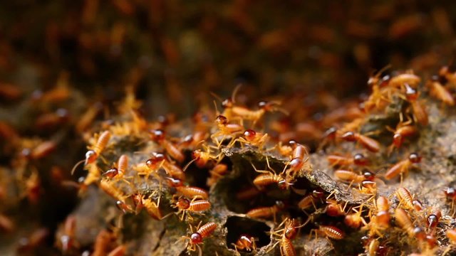 Termite Pics Images – Browse 785 Stock Photos, Vectors, and Video ...
