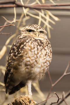 「Afroaves」の写真素材 | 11件の無料イラスト画像 | Adobe Stock