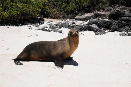 Seerobbe bilder – Bläddra bland 290 stockfoton, vektorer och videor ...