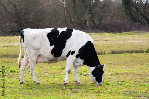 "Vaches prim' holstein en pature " photo libre de droits sur la banque ...
