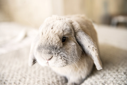 รูปภาพGraminivorous – เลือกดูภาพถ่ายสต็อก เวกเตอร์ และวิดีโอ522 | Adobe ...