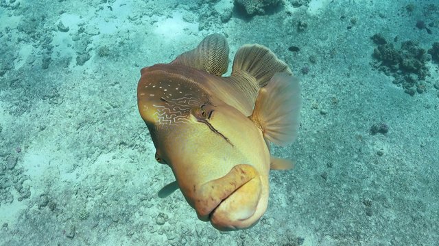 "Napoleon Fish" Images – Browse 5,789 Stock Photos, Vectors, and Video ...