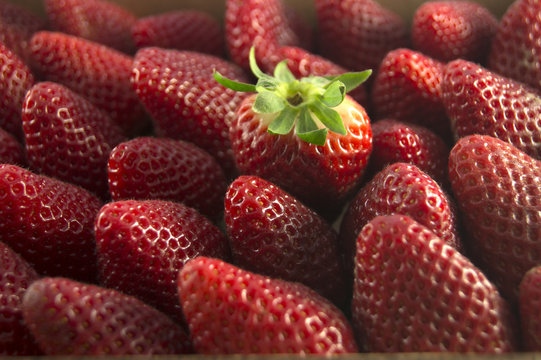 "Fragola Bilder – Durchsuchen 17,507 Archivfotos, Vektorgrafiken und ...