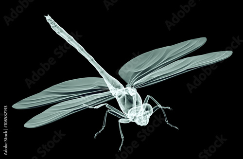 "xray image of an insect isolated on black with clipping path, 3D ...