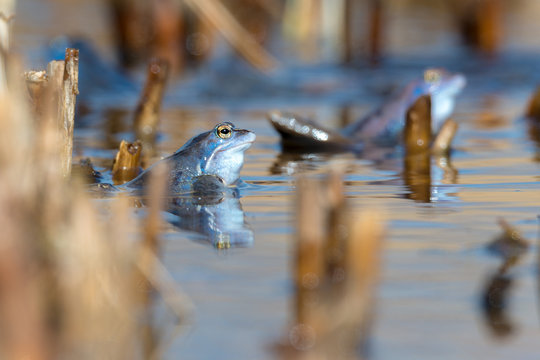 Froschwanderung bilder – Bläddra bland 138 stockfoton, vektorer och videor | Adobe Stock
