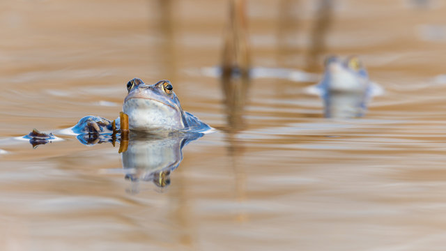 Froschwanderung bilder – Bläddra bland 138 stockfoton, vektorer och videor | Adobe Stock