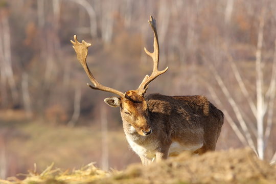 รูปภาพFallow – เลือกดูภาพถ่ายสต็อก เวกเตอร์ และวิดีโอ50,017 | Adobe Stock