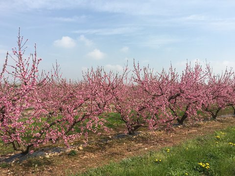 Peschi Images – Browse 81 Stock Photos, Vectors, and Video | Adobe Stock