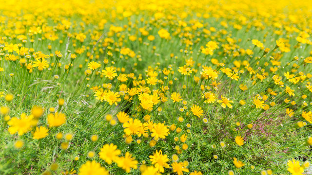 รูปภาพGardent – เลือกดูภาพถ่ายสต็อก เวกเตอร์ และวิดีโอ509 | Adobe Stock