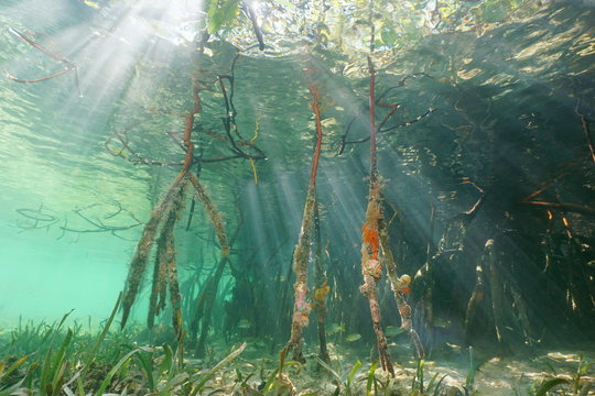 Underwater Tree Roots