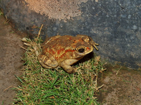 Hoptoad Bilder – Durchsuchen 578 Archivfotos, Vektorgrafiken und Videos ...