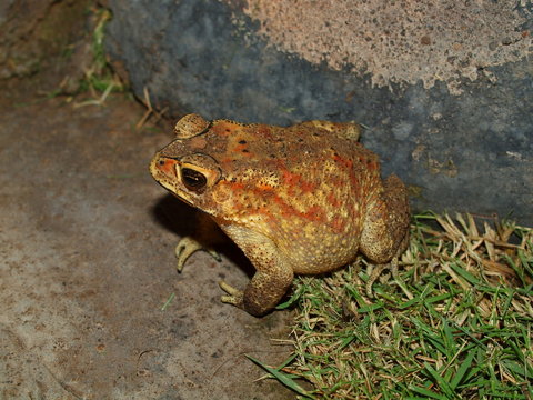 Hoptoad Bilder – Durchsuchen 551 Archivfotos, Vektorgrafiken und Videos ...