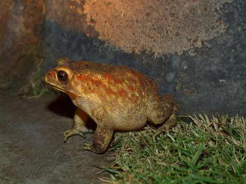 Imágenes de Hoptoad: descubre bancos de fotos, ilustraciones, vectores ...