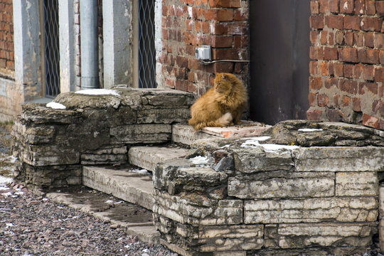 รูปภาพ"Red Cat" – เลือกดูภาพถ่ายสต็อก เวกเตอร์ และวิดีโอ7,469 | Adobe Stock