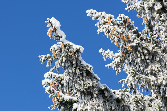 Fichtenbaum Billeder – Gennemse 195 stockfotos, vektorer og videoer ...