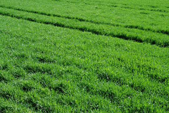 Otlar Bilder – Durchsuchen 135 Archivfotos, Vektorgrafiken und Videos ...