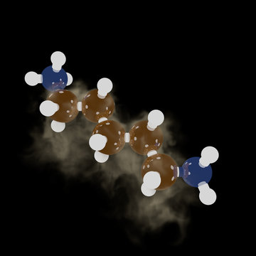 Cadaverin bilder – Bläddra bland 14 stockfoton, vektorer och videor ...