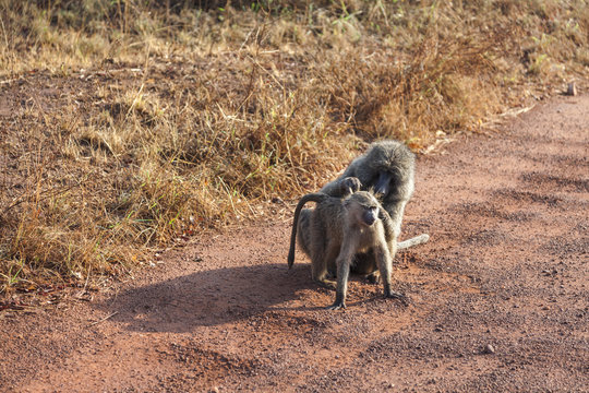 Imágenes de Babun: descubre bancos de fotos, ilustraciones, vectores y ...