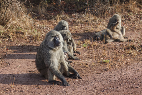 Babun Bilder – Durchsuchen 17 Archivfotos, Vektorgrafiken und Videos ...