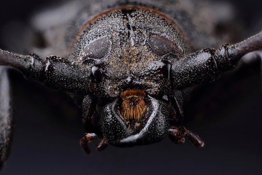 Beetle.head Images – Browse 16,824 Stock Photos, Vectors, and Video ...