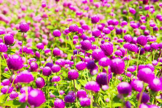 "Globe Amaranth" Images – Browse 7,120 Stock Photos, Vectors, and Video ...