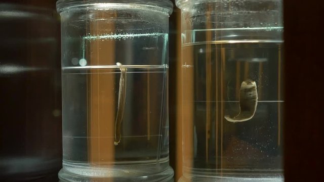 Formaldehyde Images – Browse 2,547 Stock Photos, Vectors, and Video ...