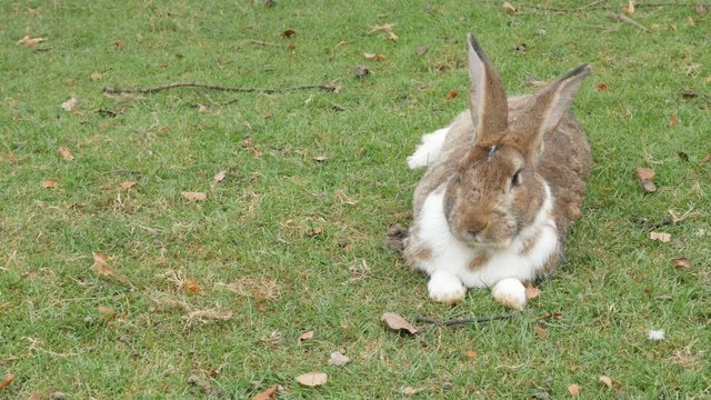 "Bunny In Field" Images – Browse 5 Stock Photos, Vectors, and Video ...