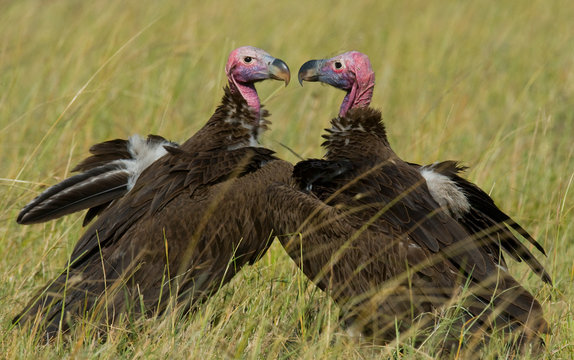 "Carrion Birds"-Bilder: Stock-Fotos & -Videos. | Adobe Stock
