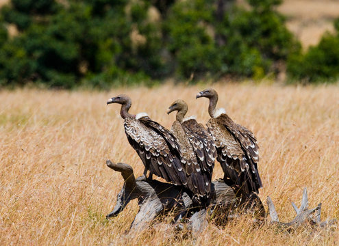 "Carrion Birds"-Bilder: Stock-Fotos & -Videos. | Adobe Stock