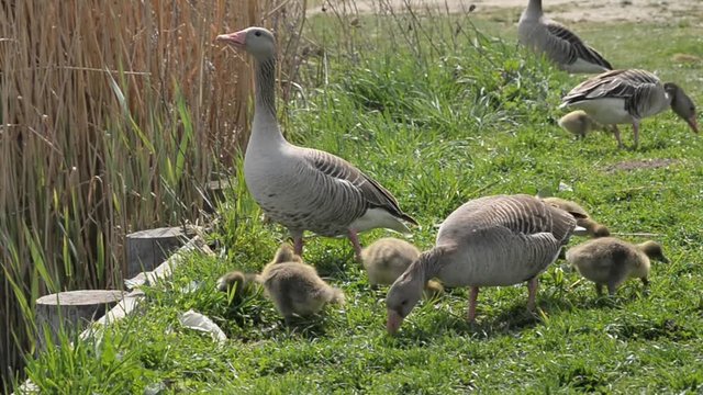 Chicklet Images – Browse 254 Stock Photos, Vectors, and Video | Adobe Stock